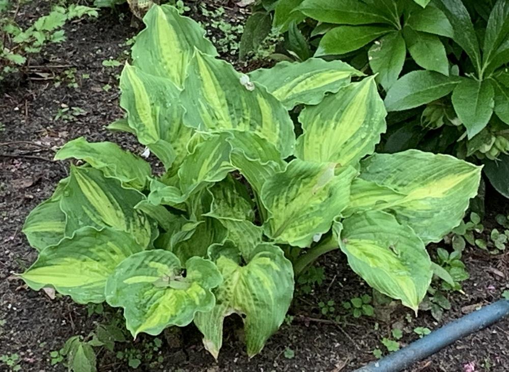 Hosta Pics in the Hostas forum - Garden.org