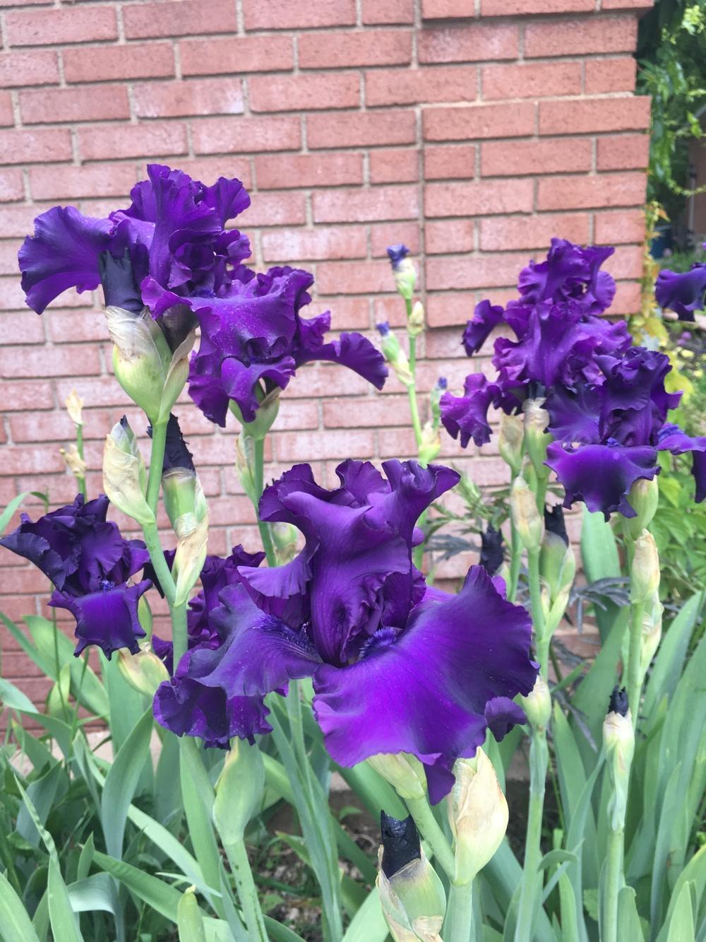 Tall Bearded Iris Identification? in the Plant ID forum - Garden.org