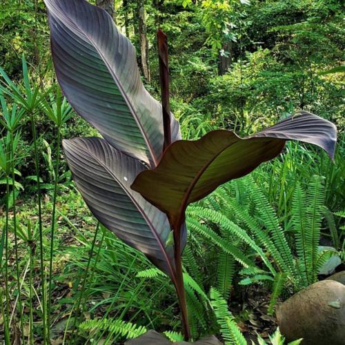 Edible Canna (Canna indica 'Purpurea') in the Cannas Database - Garden.org