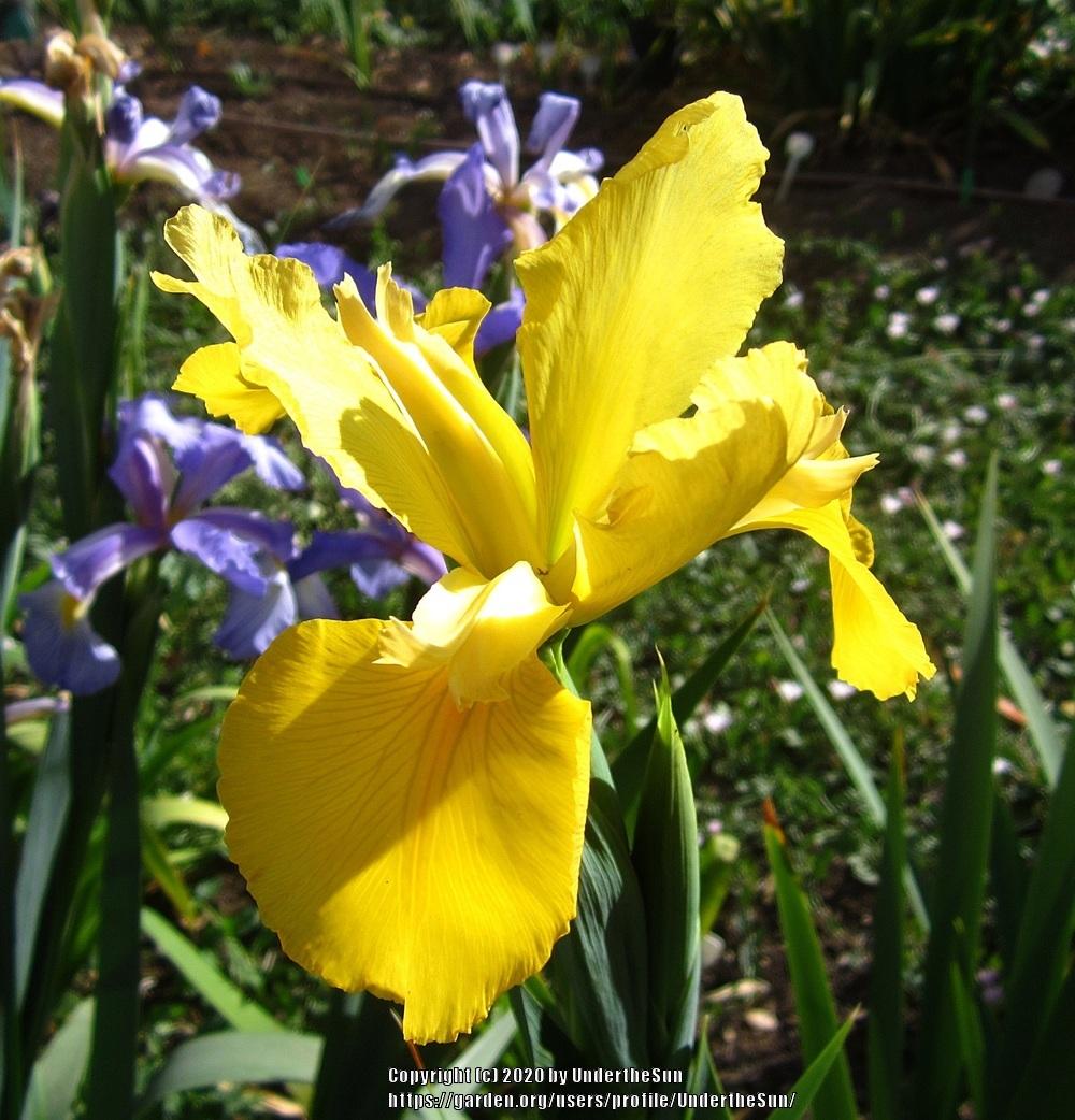 Spuria Iris (Iris 'Raising the Roof') in the Irises Database - Garden.org