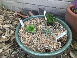 Hello from Willinator, I have grown various plants in my gardens in the ...