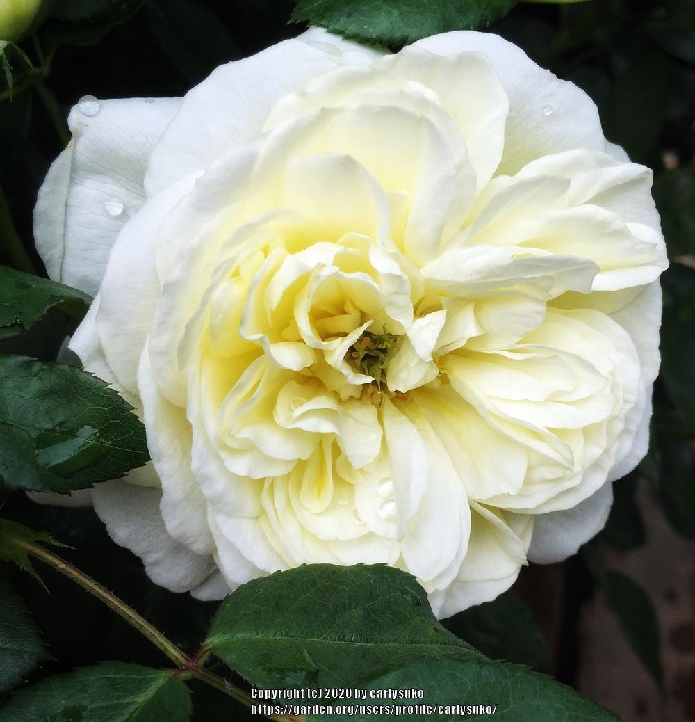 Rose (Rosa 'Vanessa Bell') in the Roses Database - Garden.org