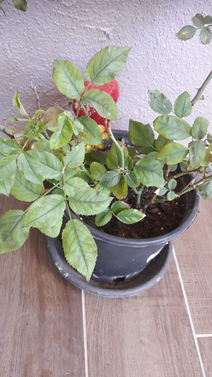 Baby rose in the Roses forum - Garden.org