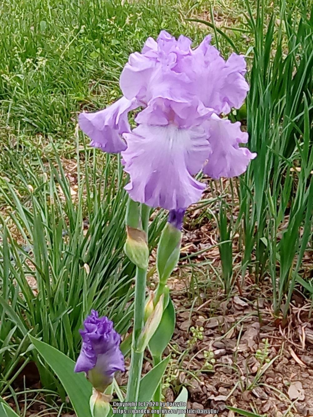 Photo of the bloom of Tall Bearded Iris (Iris 'Mary Frances') posted by ...