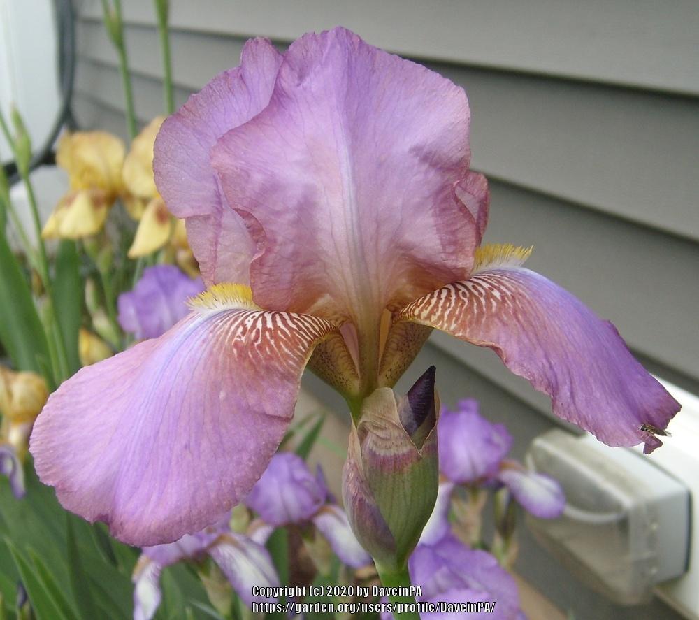Photo of the bloom of Tall Bearded Iris (Iris 'Orchid Lady') posted by ...