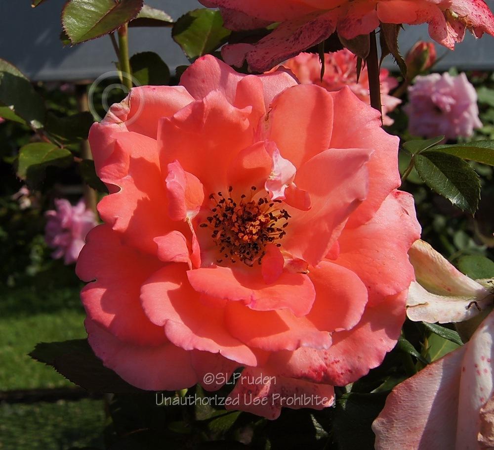 Photo of the bloom of Rose (Rosa 'Waiheke') posted by DaylilySLP ...