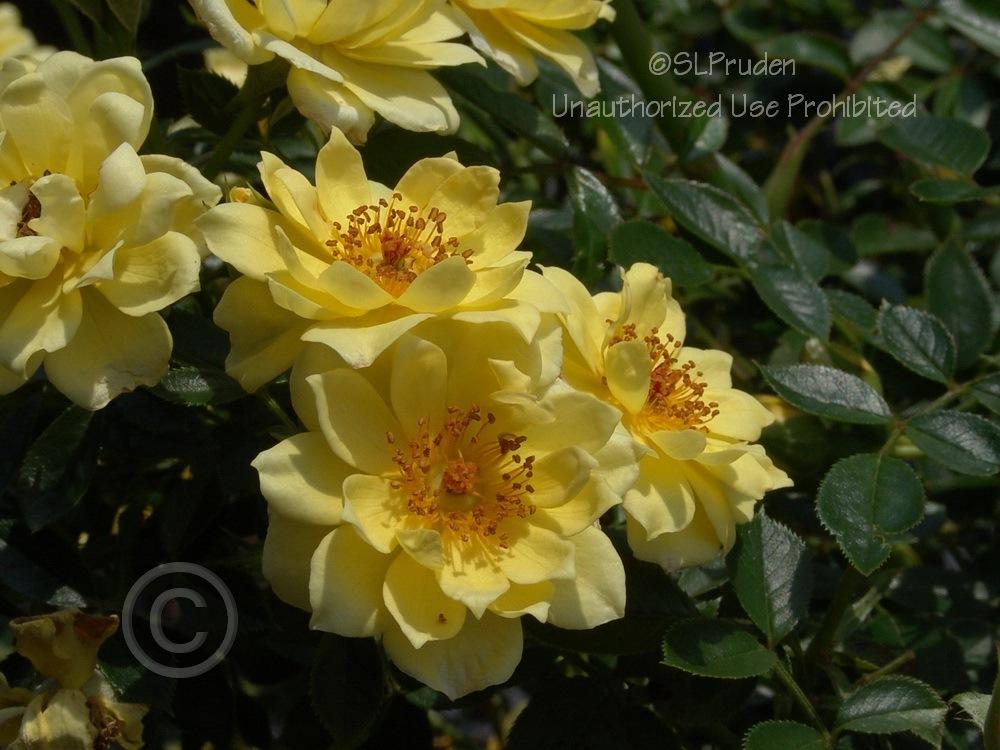 Rose (Rosa 'Yellow Ribbons') in the Roses Database - Garden.org