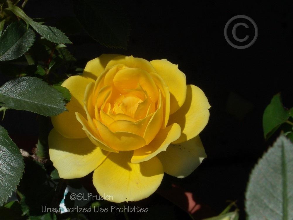 Rose (Rosa 'Yellow Sunblaze 2004') in the Roses Database - Garden.org