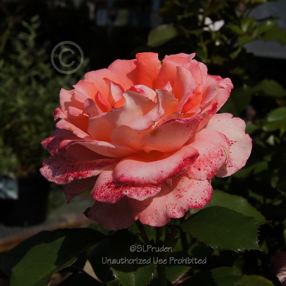 Photo of the bloom of Rose (Rosa 'Waiheke') posted by DaylilySLP ...