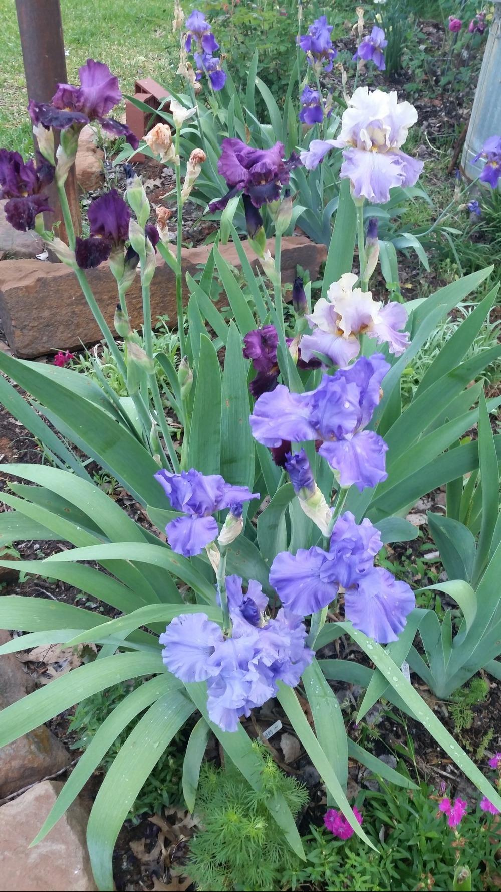 Planting Irises: Mix or Clump Colors? in the Irises forum - Garden.org