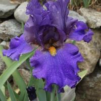 Photo of the bloom of Tall Bearded Iris (Iris 'Nostalgic Memory ...