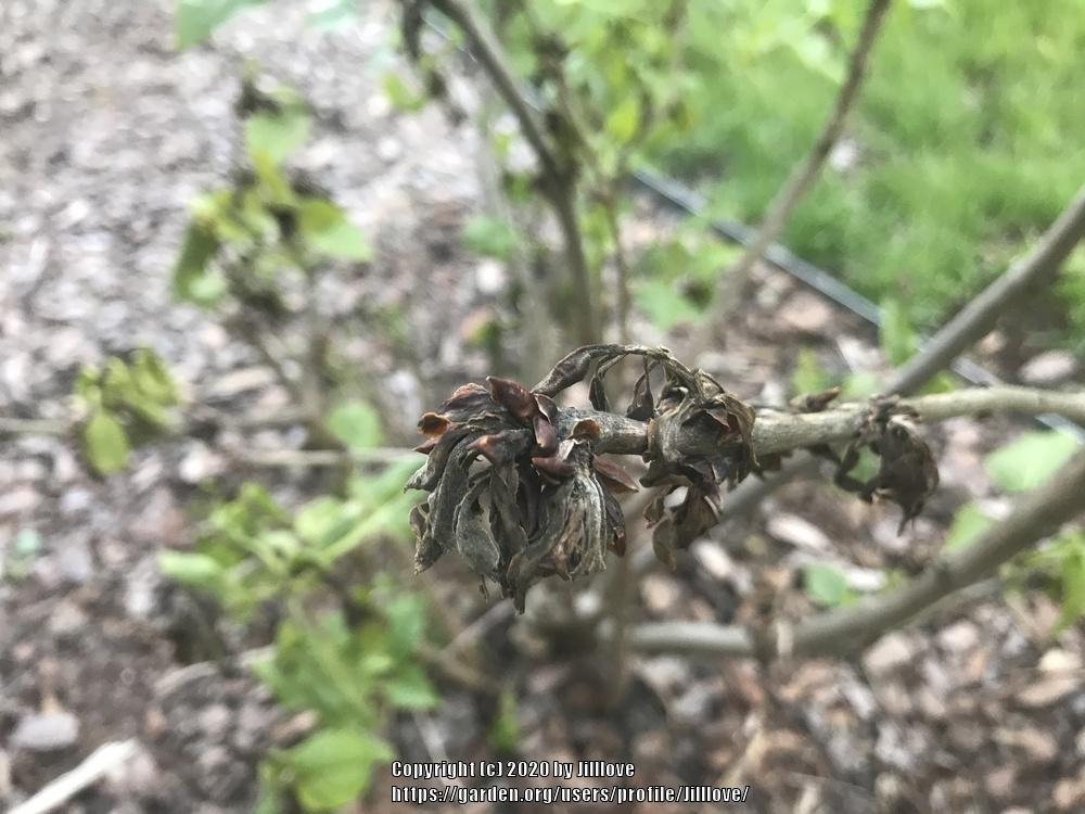 Lilac shrub problems in the Ask a Question forum - Garden.org