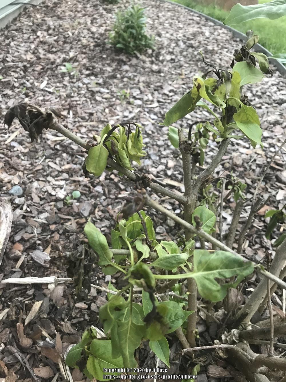 Lilac shrub problems in the Ask a Question forum - Garden.org