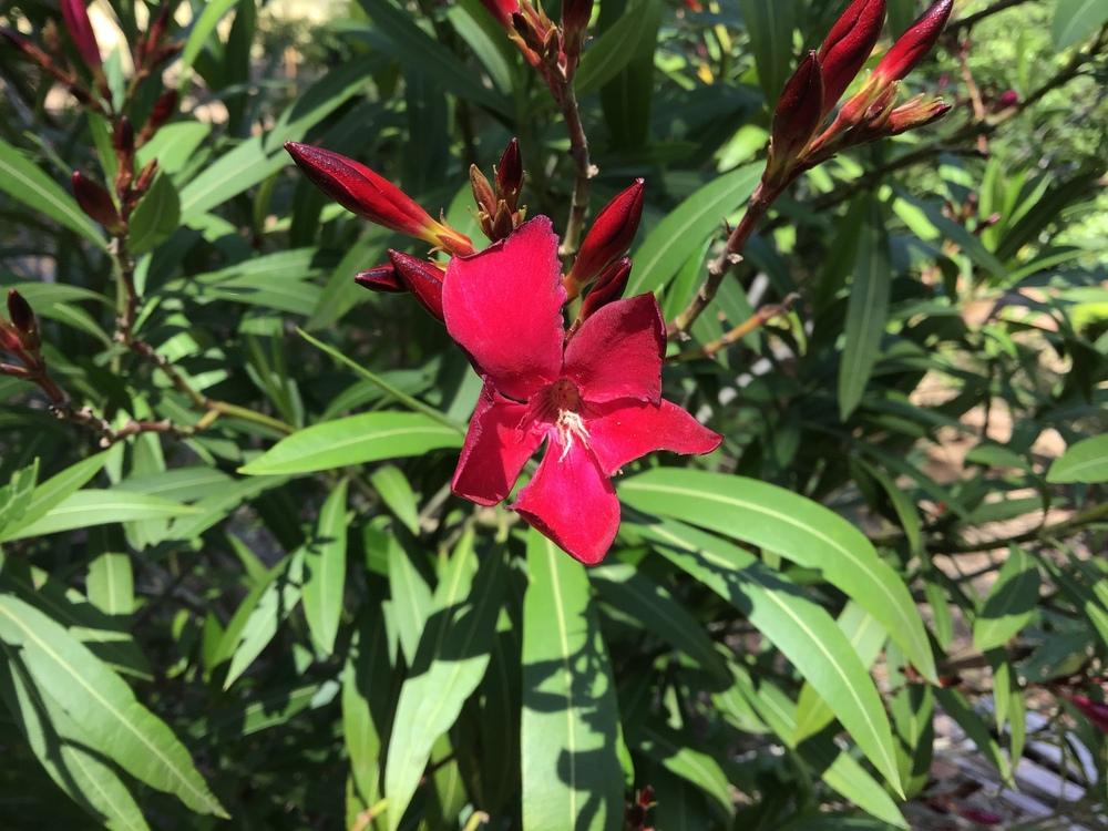 Oleanders: Plant Care and Collection of Varieties - Garden.org