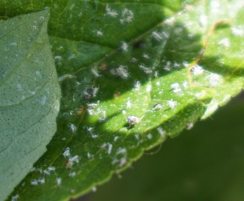 Parasites: little white insects on plum tree leaves in the Pests and ...