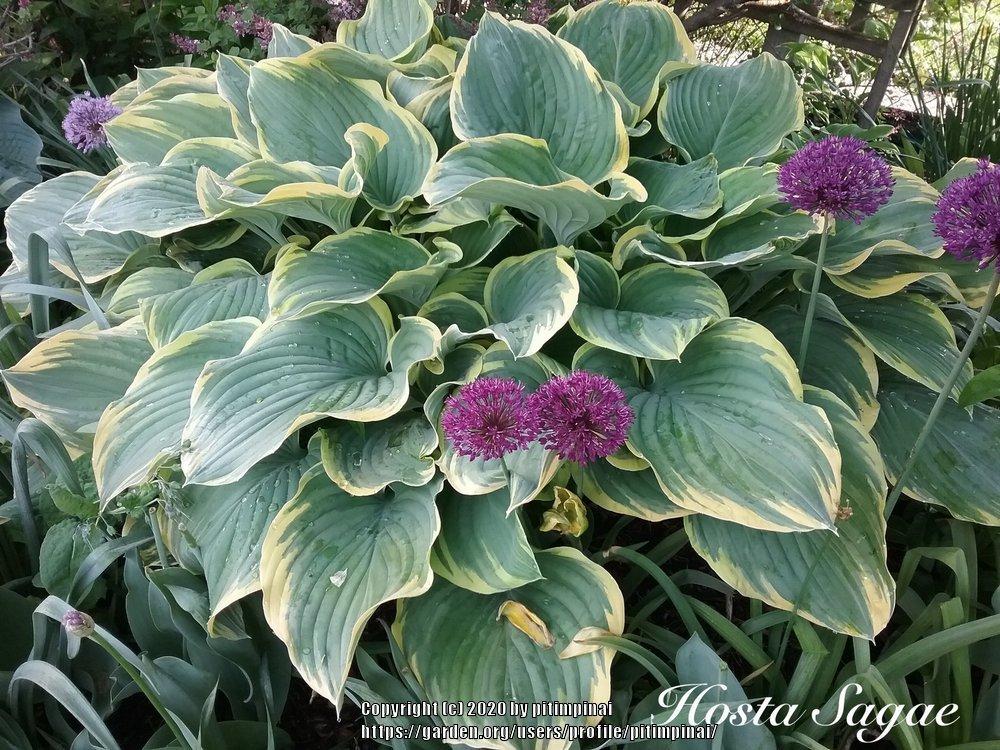 Hosta 'Sagae' in the Hostas Database - Garden.org