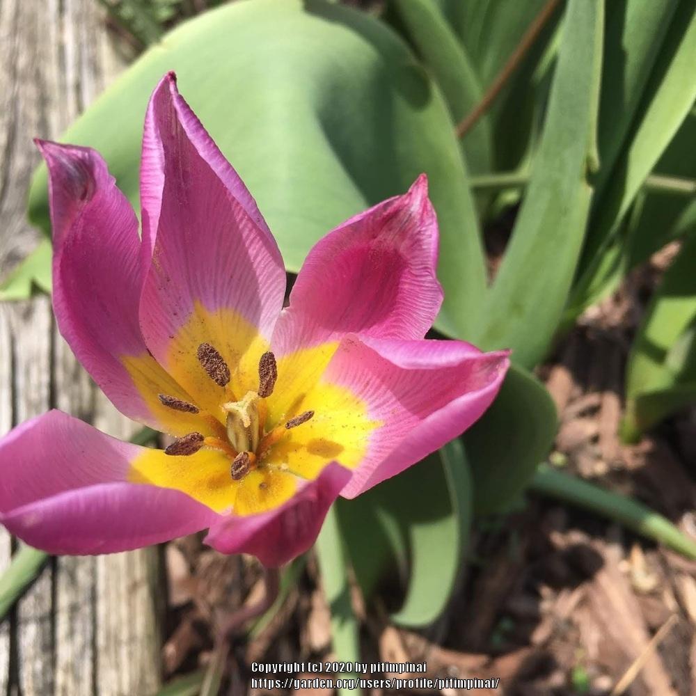 Photo of the bloom of Tulip (Tulipa humilis 'Helene') posted by ...
