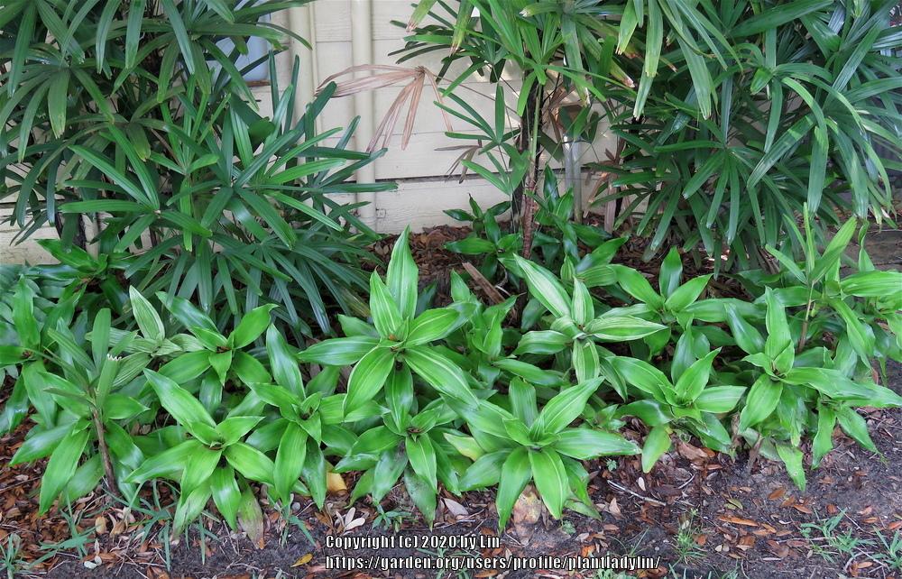 Photo of the entire plant of Basket Plant (Callisia fragrans) posted by ...