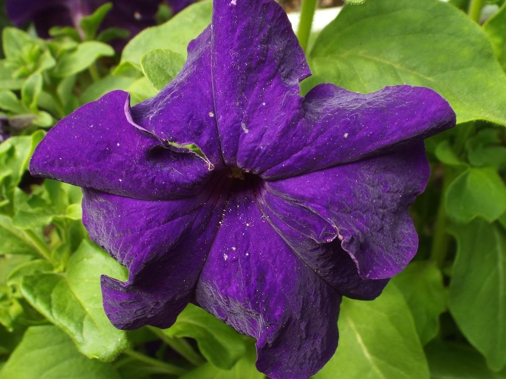 Grandiflora Petunia (Petunia 'Supercascade Blue') in the Petunias ...