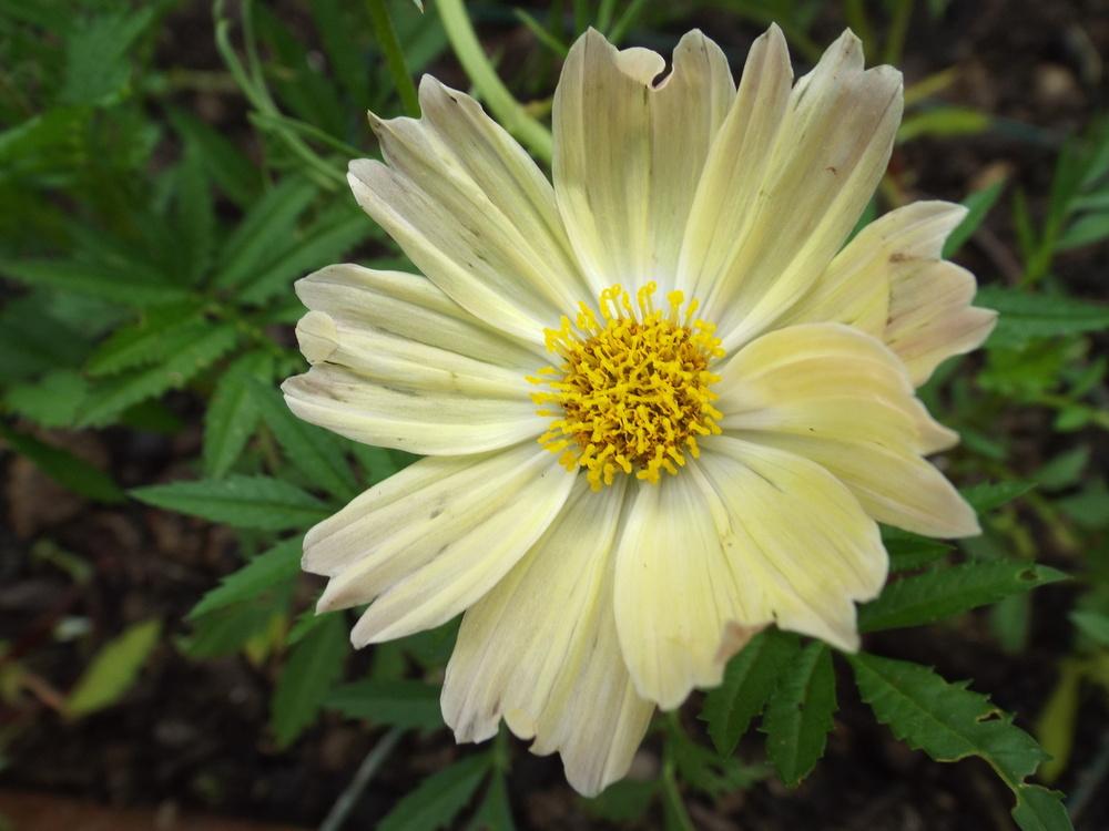 Cosmos (Cosmos bipinnatus 'Apricot Lemonade') in the Cosmos Database ...