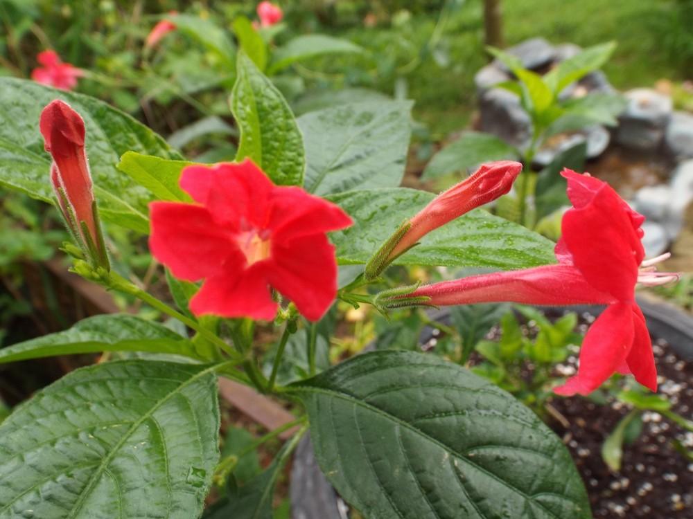 Ruellia elegans 'Rio Red' - Garden.org