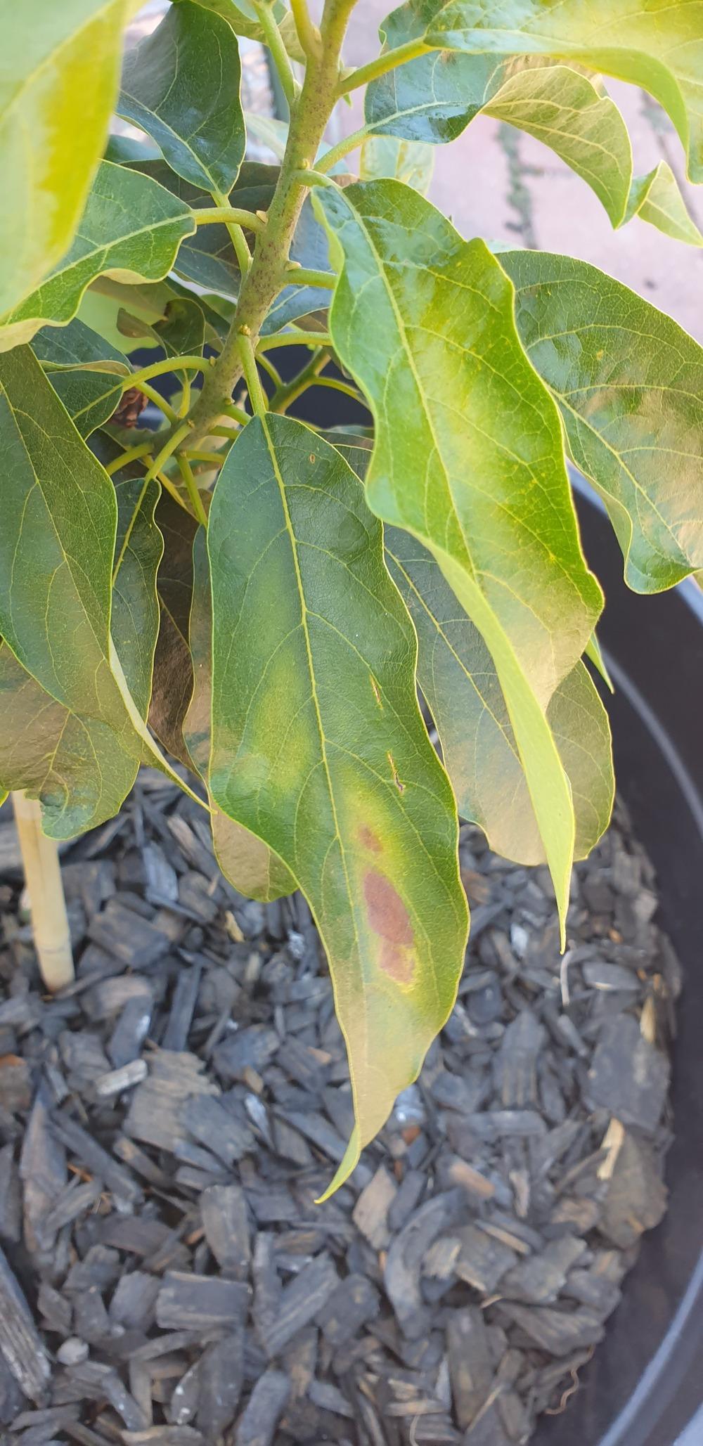 Young avocado tree sunburn? yellow/brown spots in the Ask a Question ...