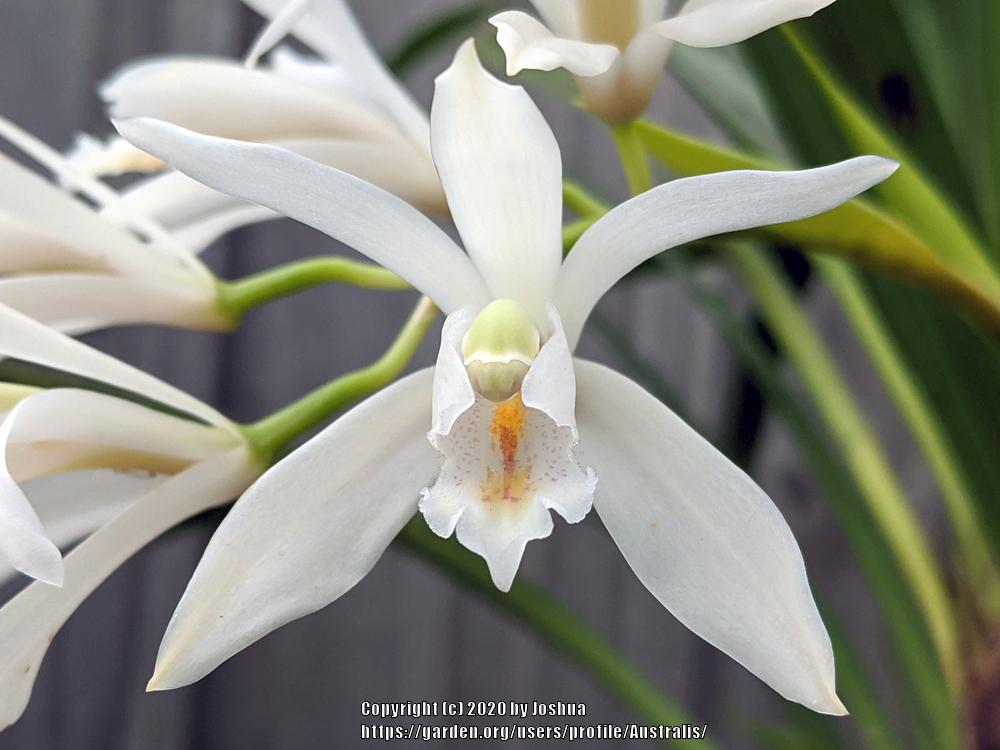 Master's Cymbidium (Cymbidium mastersii) - Garden.org