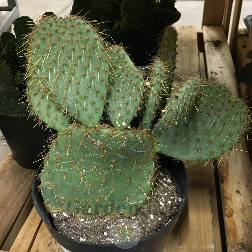 Prickly Pear (Opuntia 'Desert Sunrise') in the Prickly Pears Database ...