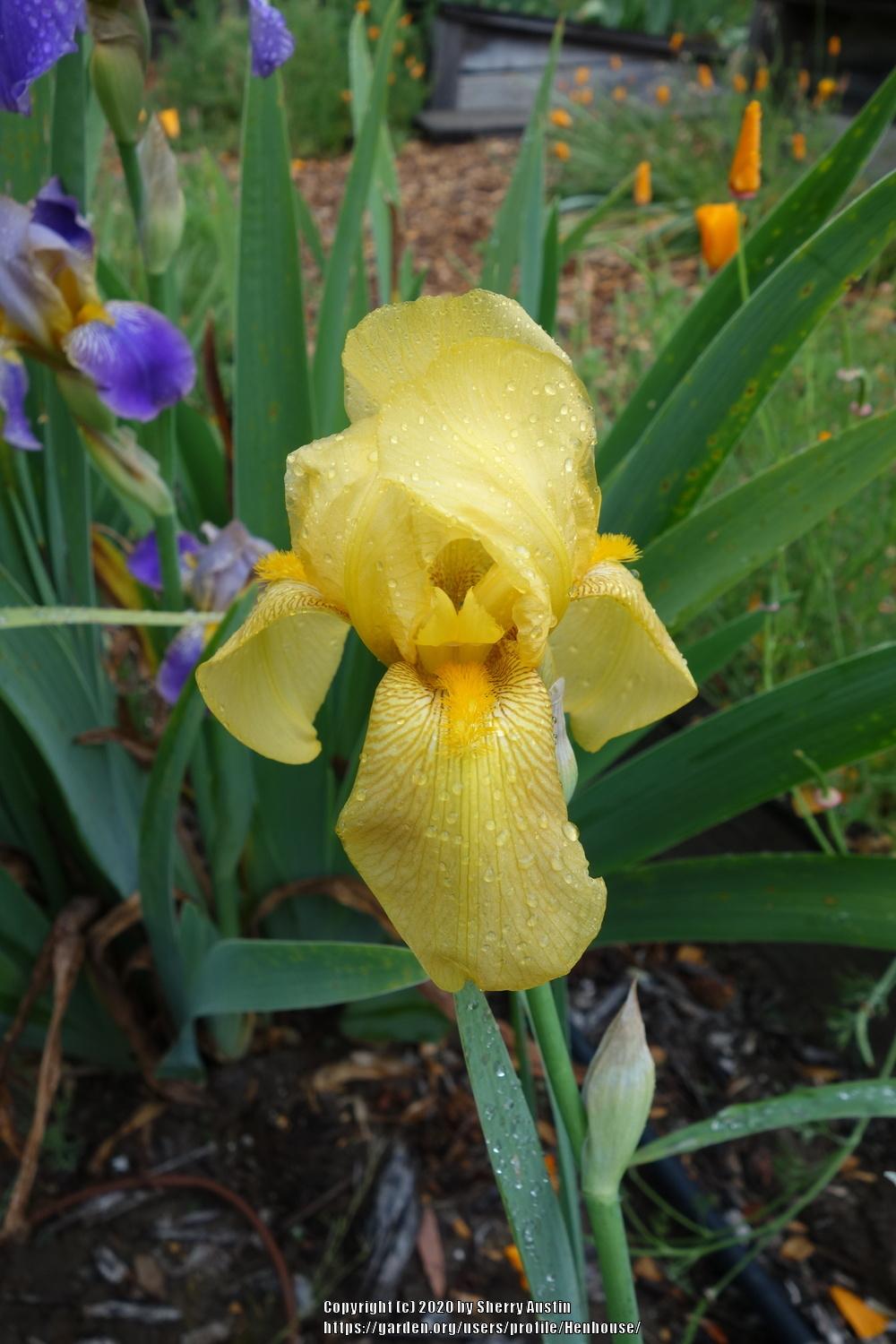 Photo of the bloom of Tall Bearded Iris (Iris 'California Gold') posted ...