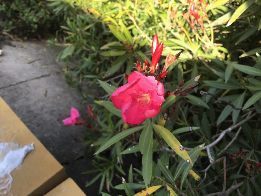 Oleanders: Plant Care and Collection of Varieties - Garden.org