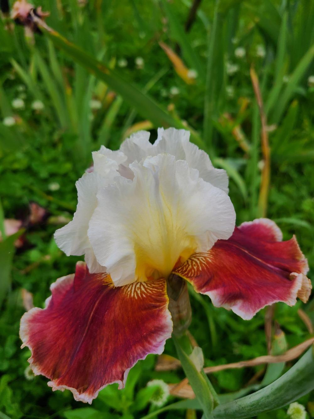 Tall Bearded Iris (Iris 'Lightheaded') in the Irises Database - Garden.org