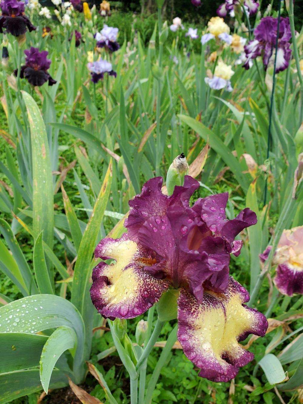 Photo of the bloom of Tall Bearded Iris (Iris 'Blood Moon') posted by ...