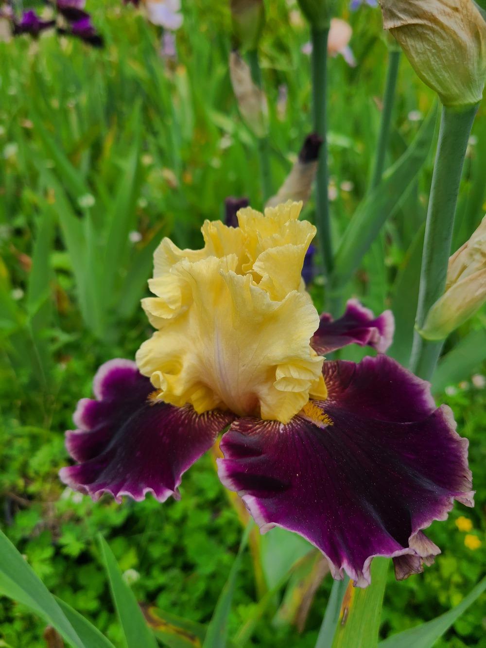 Photo of the bloom of Tall Bearded Iris (Iris 'Football Hero') posted ...