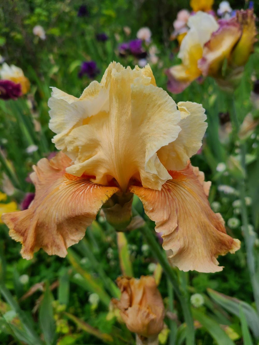 Tall Bearded Iris (Iris 'King of the Road') in the Irises Database ...