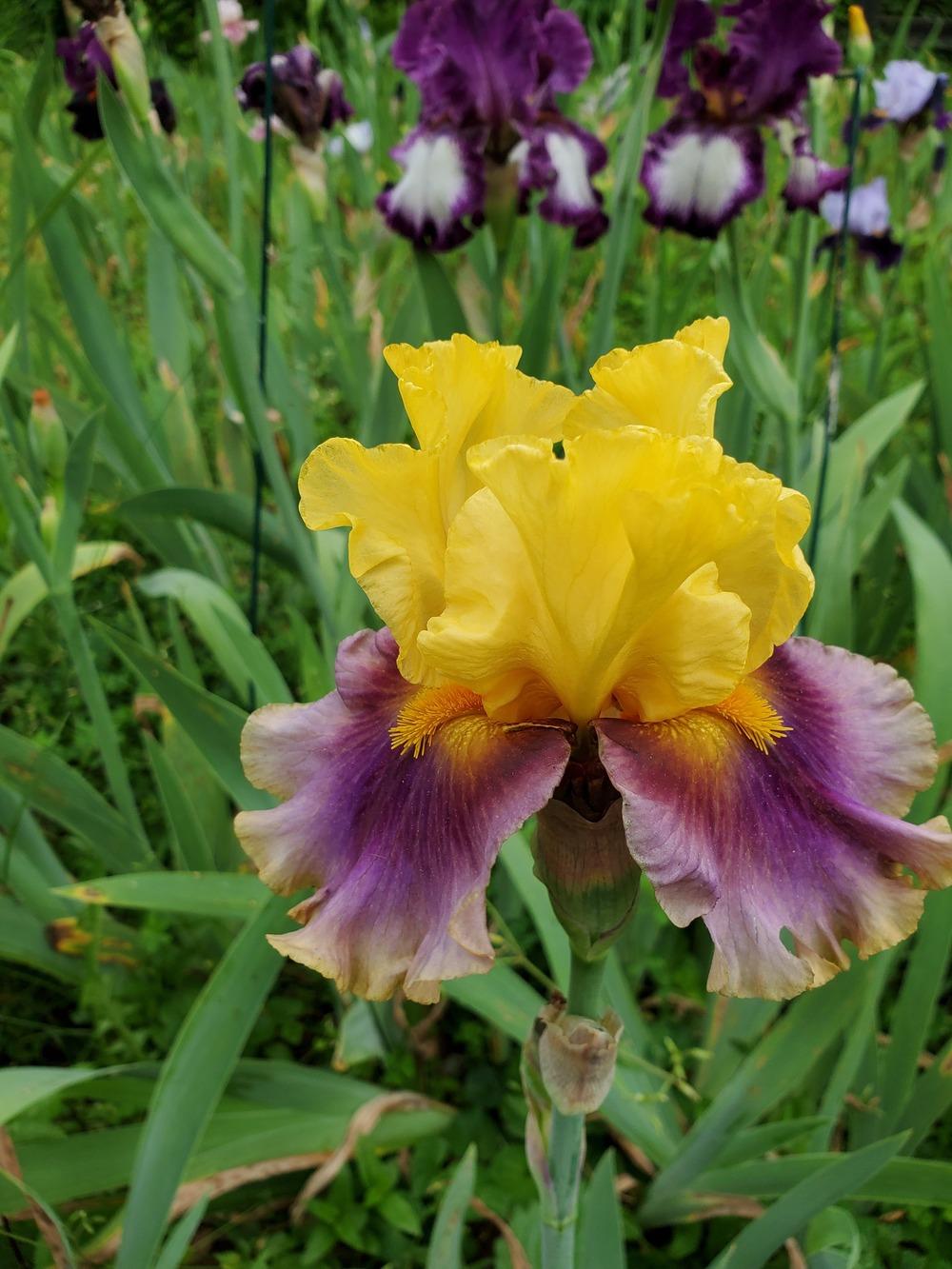 Photo of the bloom of Tall Bearded Iris (Iris 'Carnival Capers') posted ...