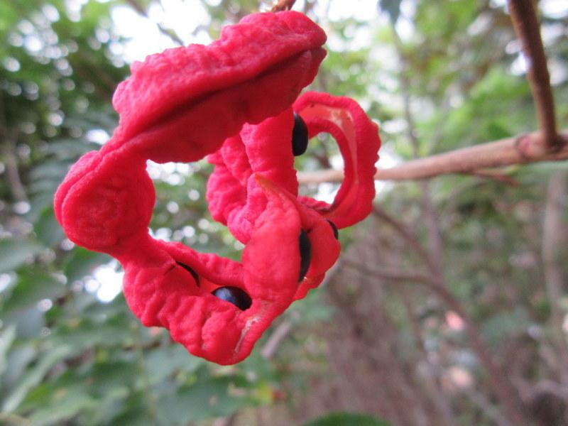 Tree with red seed pod. in the Plant ID forum - Garden.org