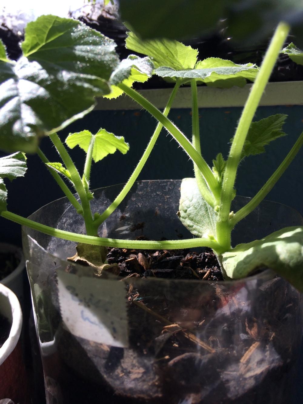 Zucchini fordhook roots along stem in the Ask a Question forum - Garden.org