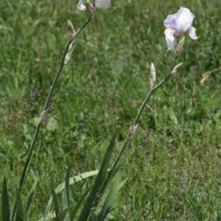 Tall Bearded Iris (Iris 'Fairy') in the Irises Database - Garden.org