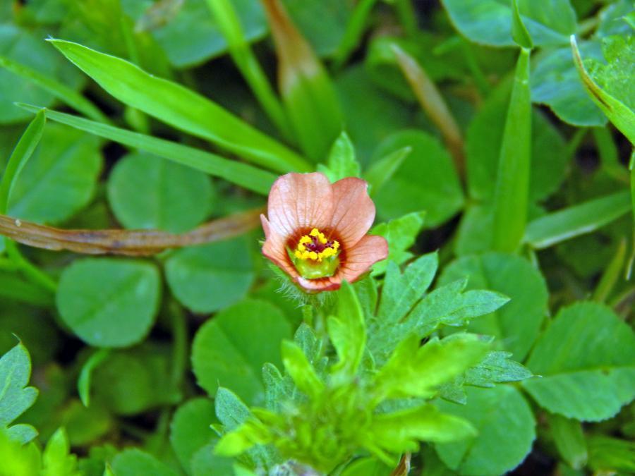 Carolina Modiola (Modiola caroliniana) - Garden.org