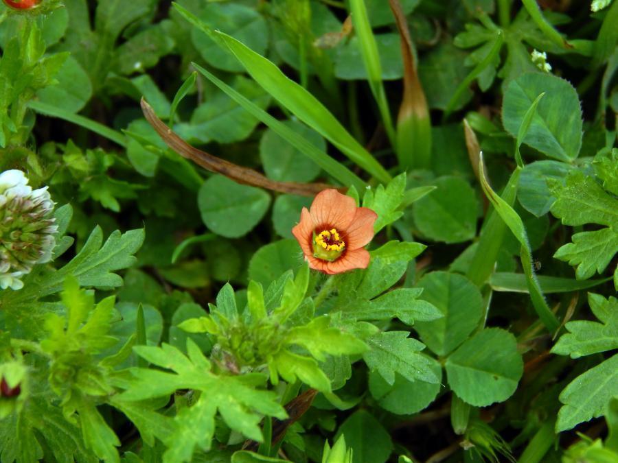 Photo of the bloom of Creeping Mallow (Modiola caroliniana) posted by ...