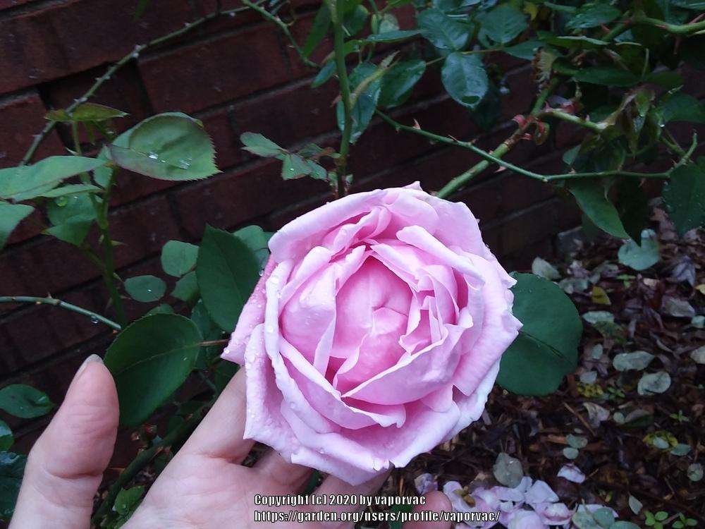 Climbing Hybrid Tea Rose (Rosa 'Madame Caroline Testout, Cl.') in the ...