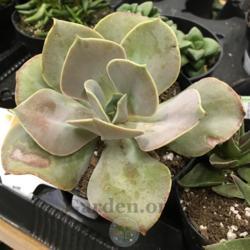 Conchita (Echeveria 'Xanthe Rose') in the Echeverias Database - Garden.org