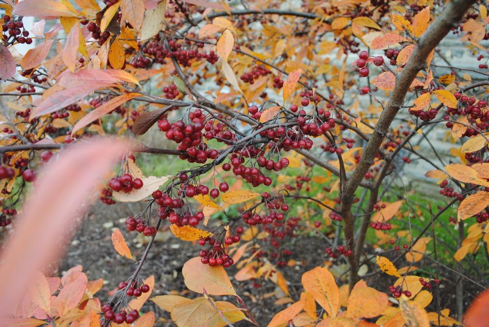 Red Chokeberry (Aronia arbutifolia 'Brilliantissima') - Garden.org