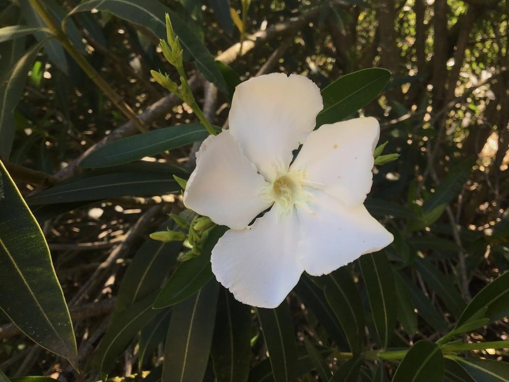 Oleanders: Plant Care and Collection of Varieties - Garden.org