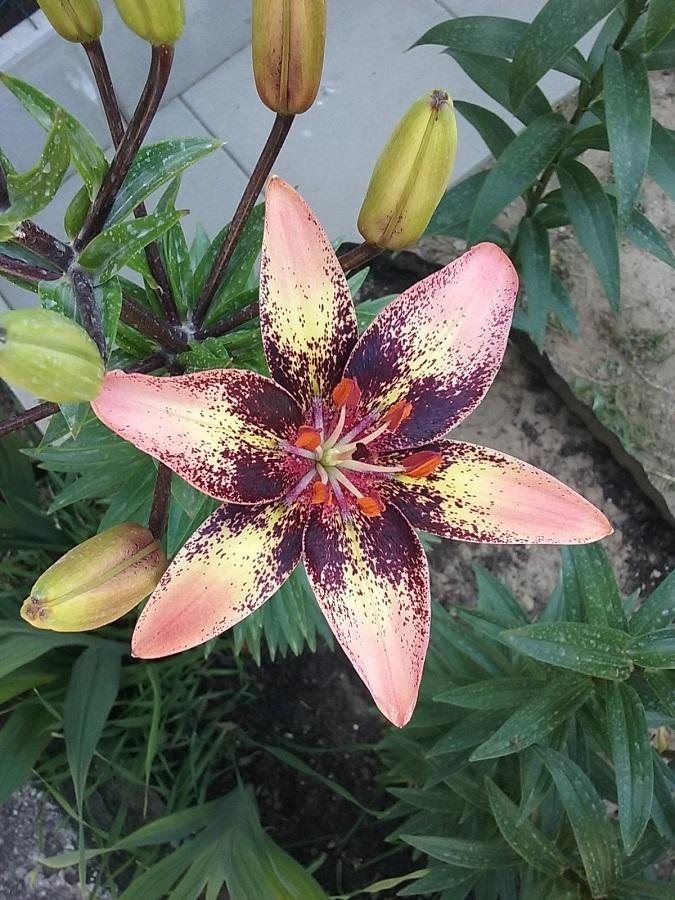 Lily (Lilium 'Tribal Dance') in the Lilies Database - Garden.org