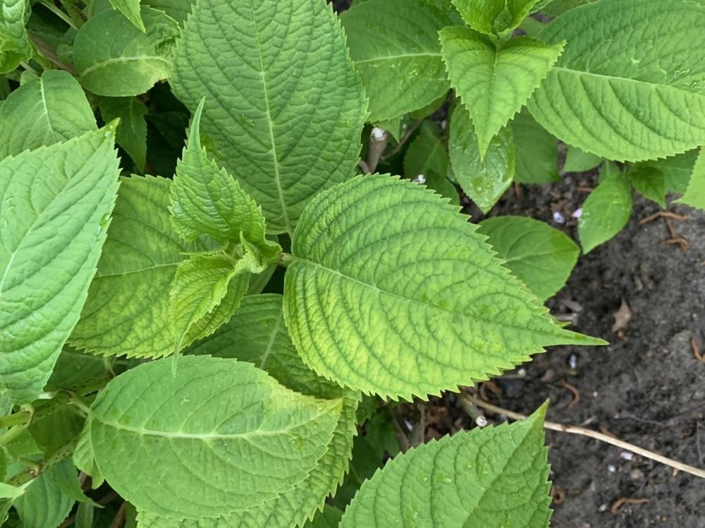 Hydrangea nutrient deficiency? in the Ask a Question forum - Garden.org