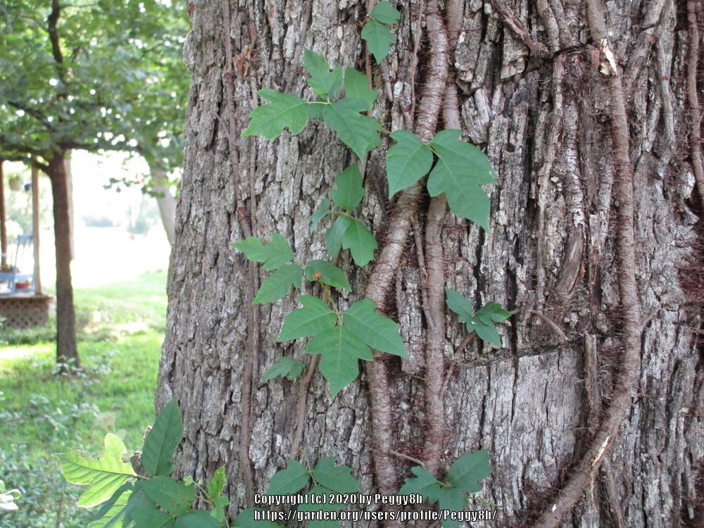 Eastern Poison Oak (Toxicodendron pubescens) - Garden.org