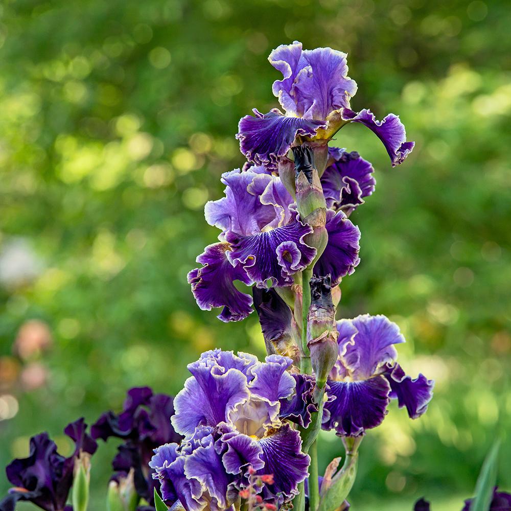 Irises: Plant Care and Collection of Varieties - Garden.org