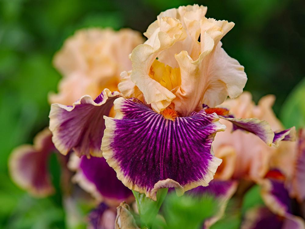 Tall Bearded Iris (Iris 'Reality Check') in the Irises Database ...