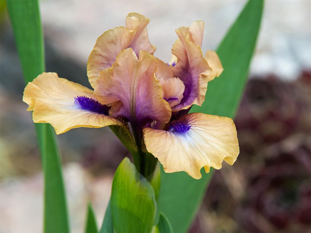 Miniature Dwarf Bearded Iris (Iris 'Cubbie') in the Irises Database ...